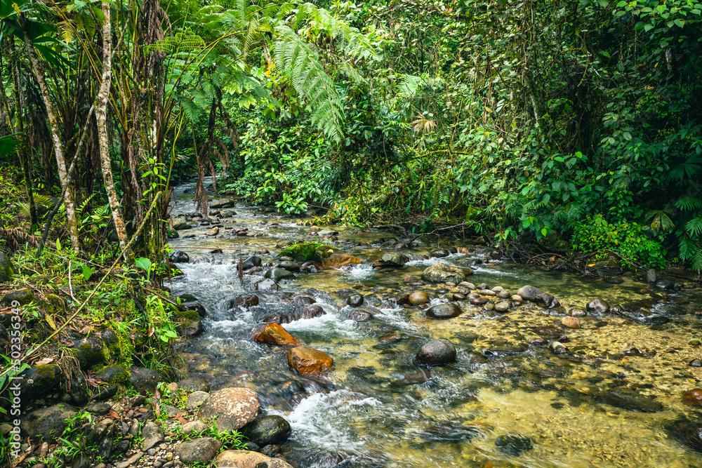 Ecuador Tropical Rainforest. Hiking trail in Amazon Cloud Forest ...