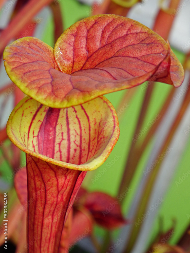 kapturnica, Sarracenia , kolorowa kaprurnica, Sarracenia psittacina ...