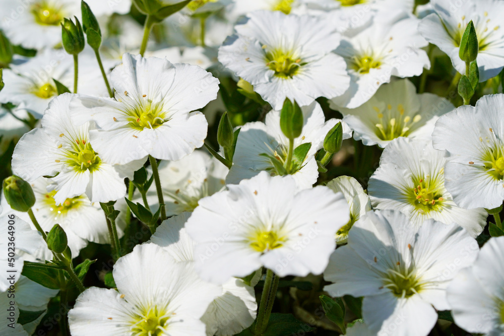 White Flowers In Montana | Best Flower Site