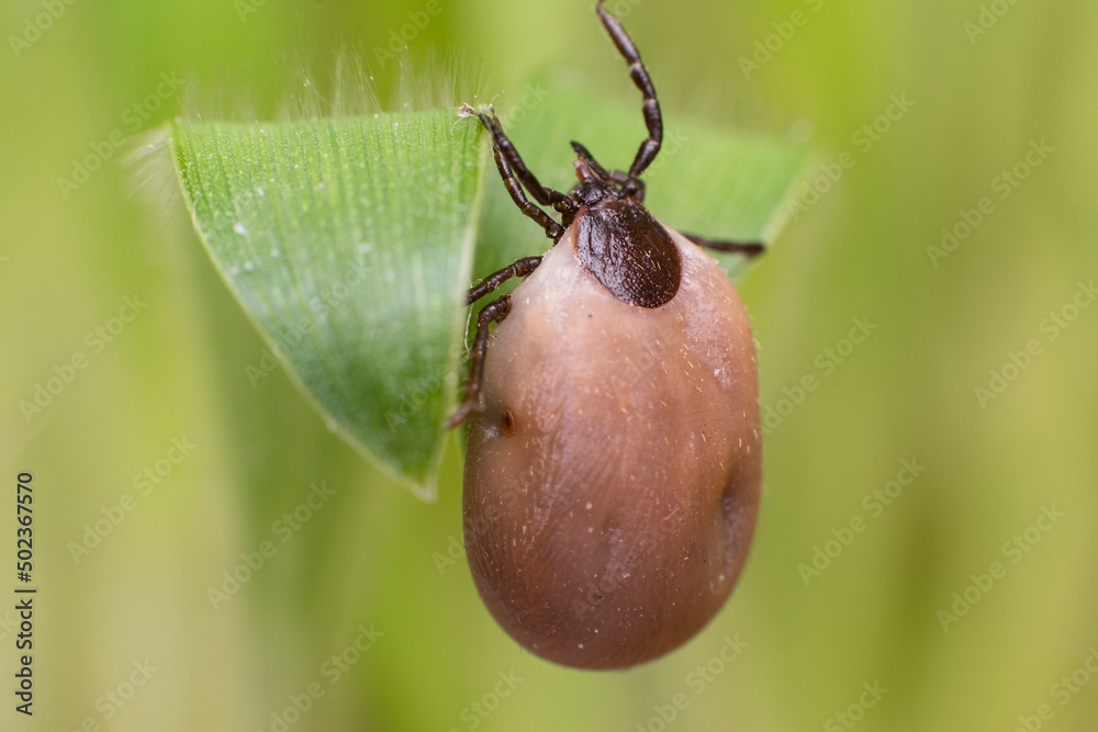 Foto de Tick waiting victim on blade of grass, a fat tick drunk on ...