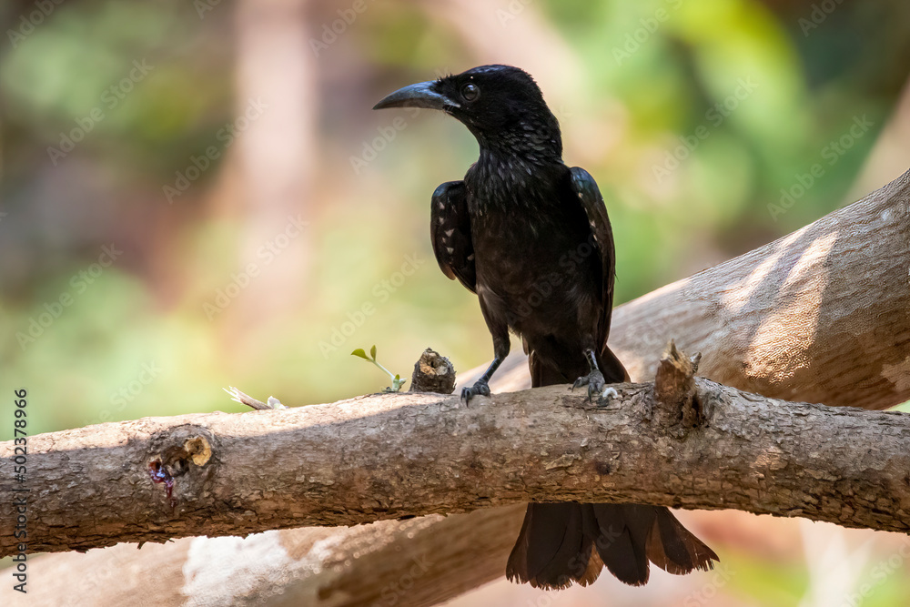 Image of Hair crested drongo bird on a tree branch on nature background ...