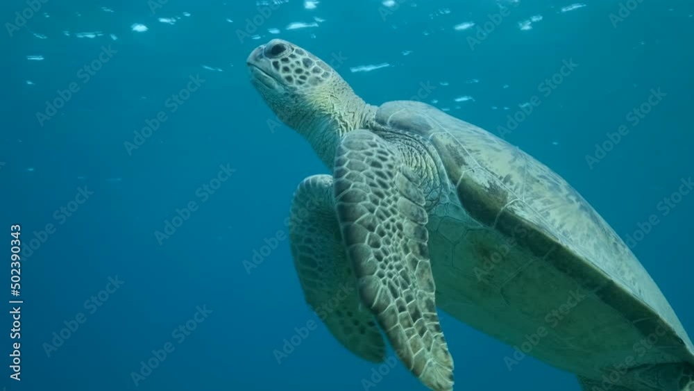 Close-up portraity of the Sea turtle swim in the blue water to up ...