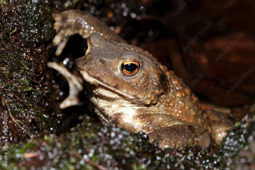 Closeup of a toad with a straight angry face sitting with half its body ...