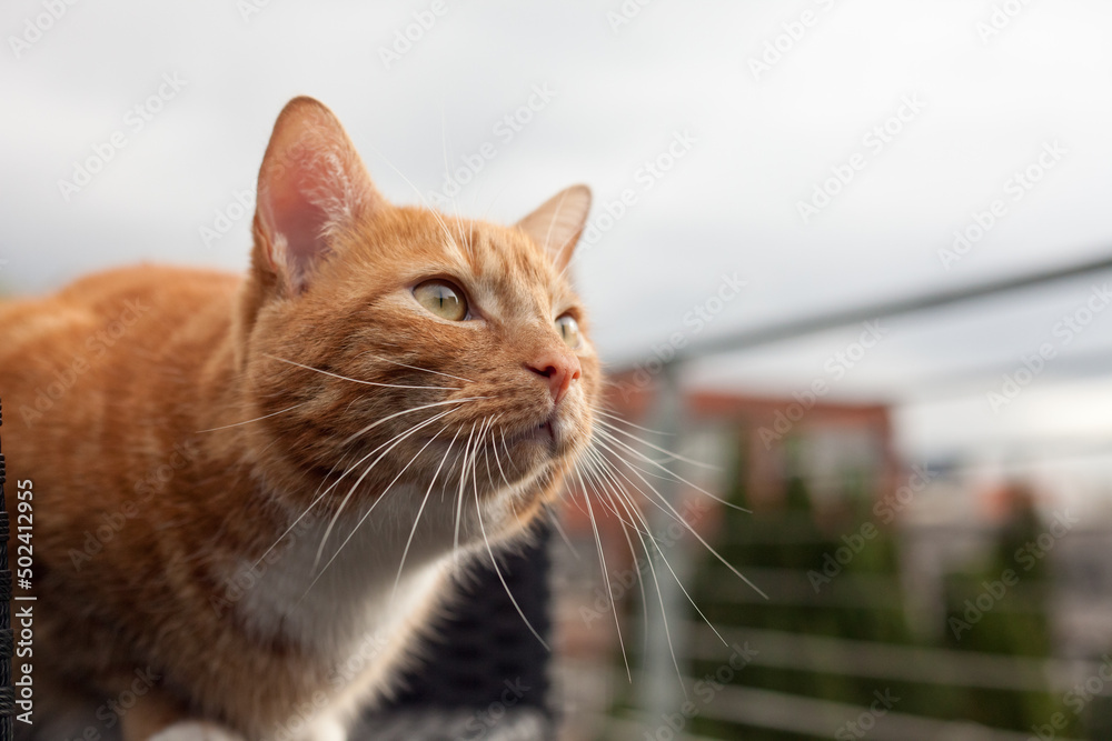 Orange cat attentively staring at one point on the black chair in the ...