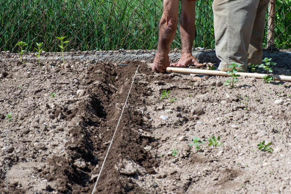 Surco con hilo que marca, linea con azada y medición entre surcos de ...