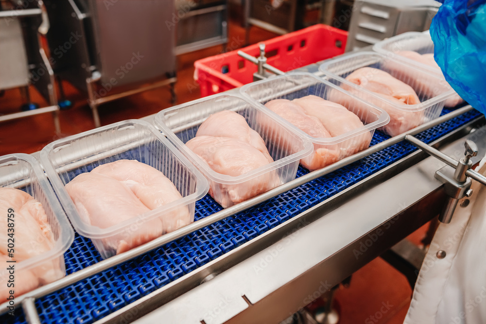 Chicken fillet production line.Conveyor Belt Food.Automated production ...
