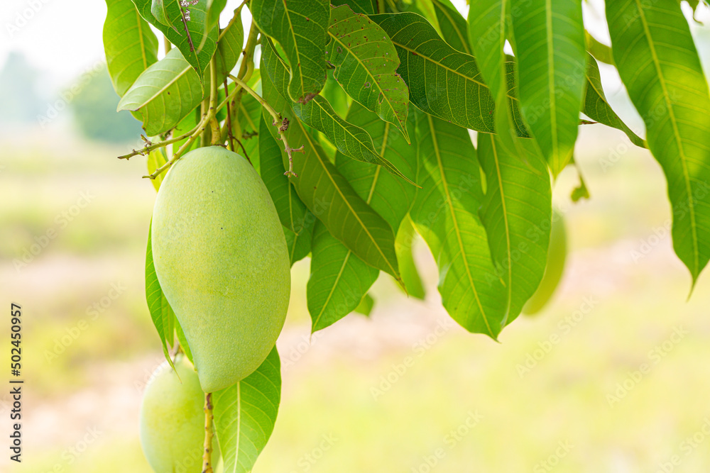 mango on the tree,Mango on the tree with nature background.Fruit, Mango ...