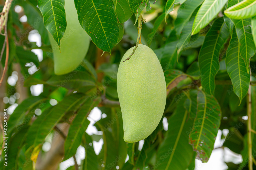 mango on the tree,Mango on the tree with nature background.Fruit, Mango ...