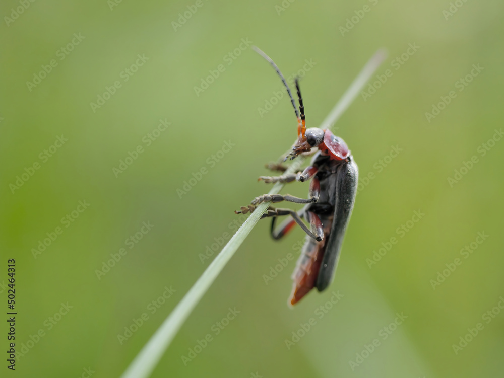 Macro photo of Cantharis fusca (soldier beetle) holding onto a grass ...
