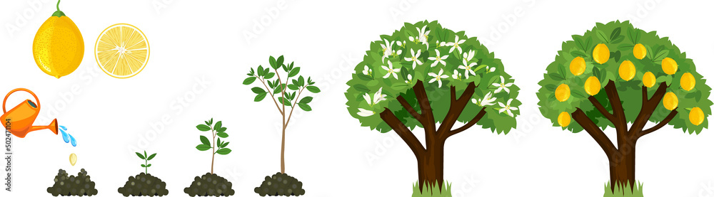 Life cycle of lemon tree isolated on white background. Plant growing ...