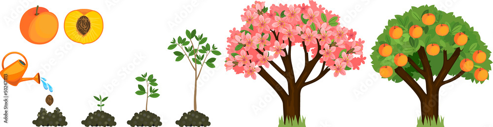 Life cycle of peach tree isolated on white background. Plant growing ...