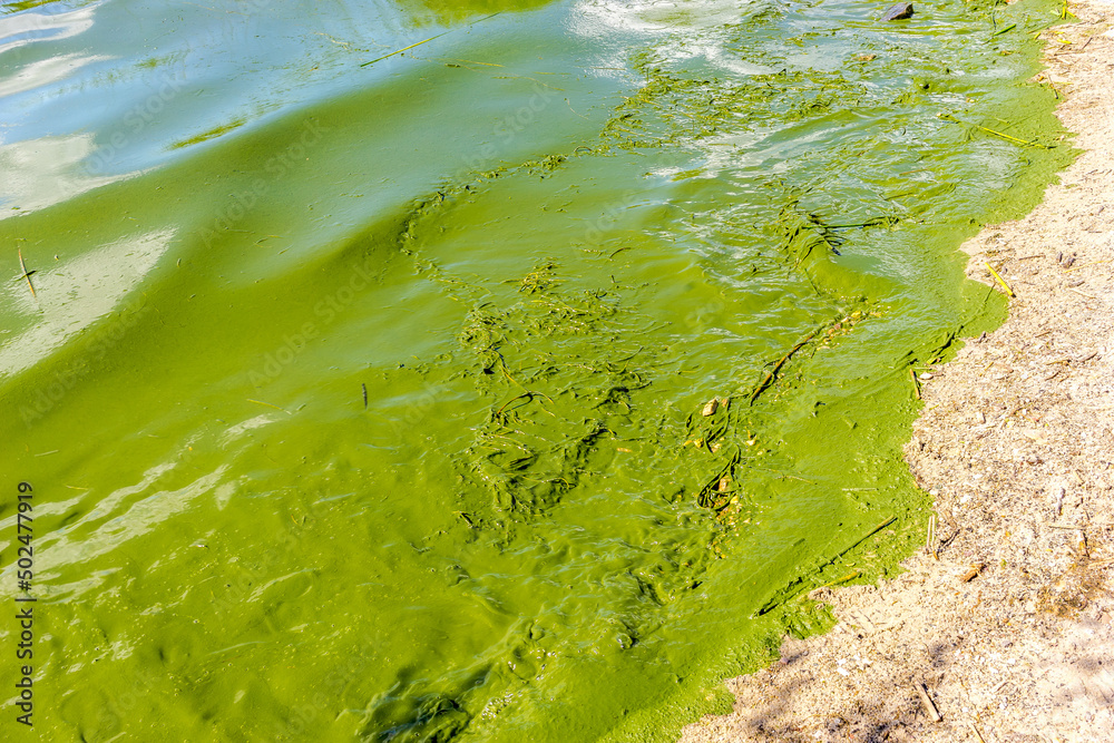 Lake eater with blue algie bacteria lake contamination Stock Photo ...