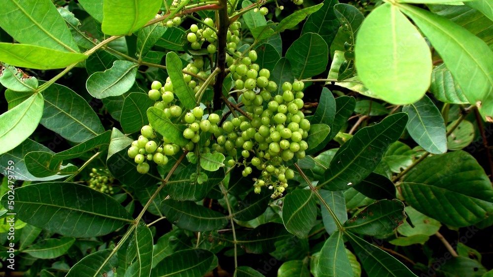 planta aroeira vermelha - schinus terebinthifolia Stock Photo | Adobe Stock