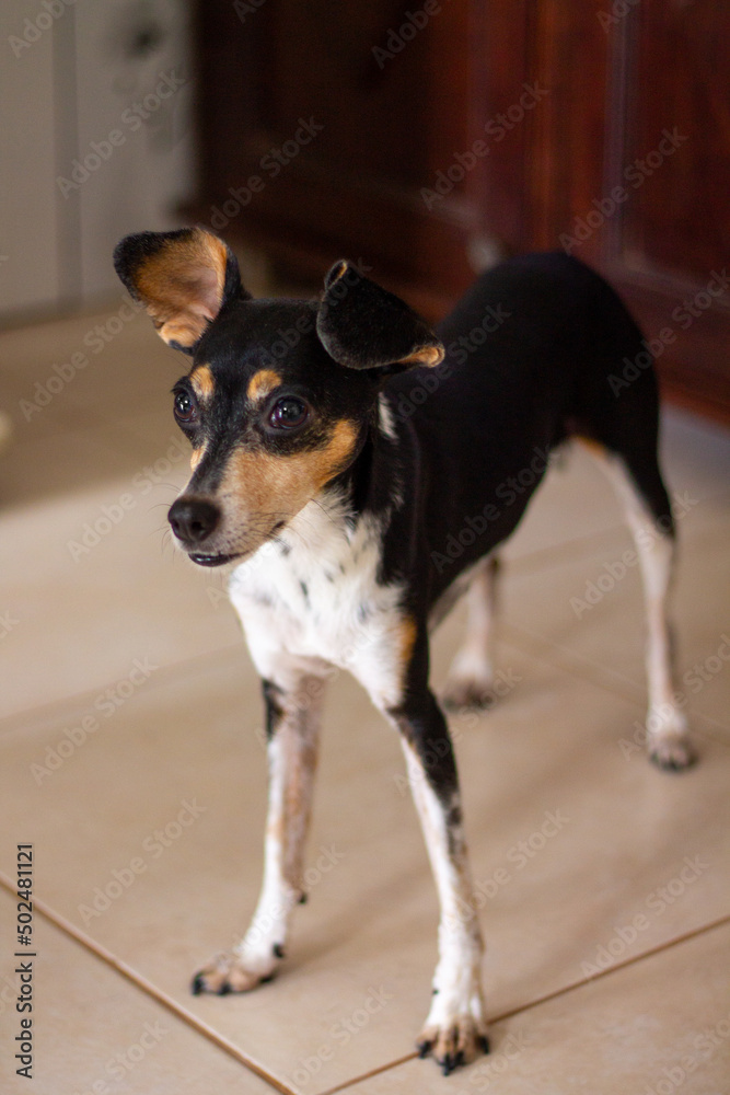 Foto de um cachorro femêa da raça fox paulistinha preto e branco com ...