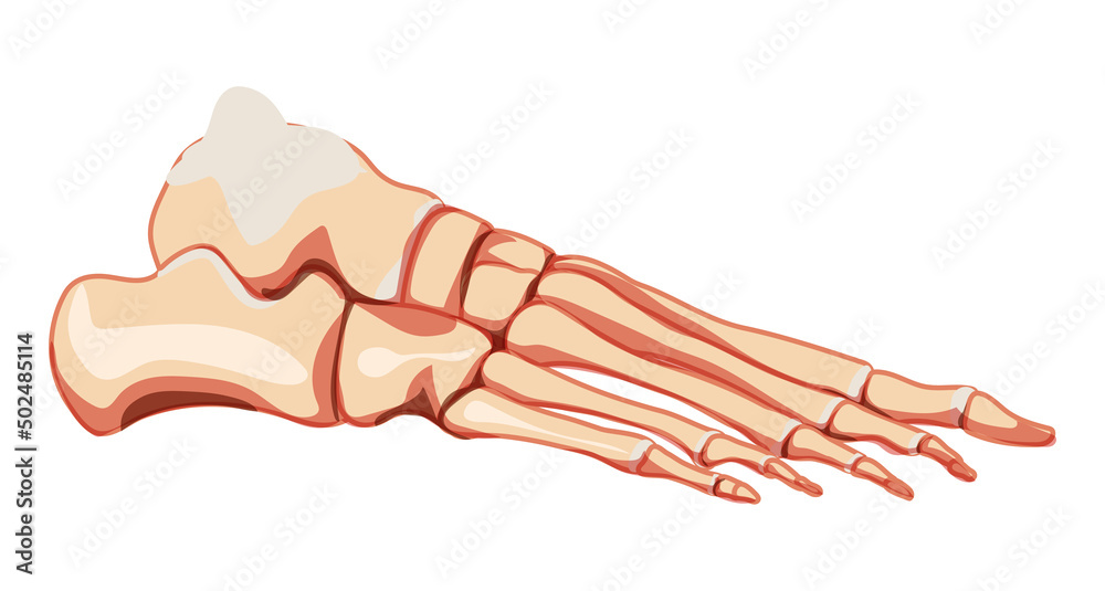 Human Foot ankle Bones Skeleton side view. 3D Anatomically correct ...