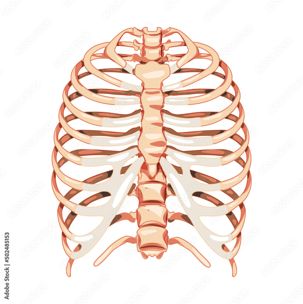 Rib cage Skeleton Human bones system front view. Realistic Chest ...