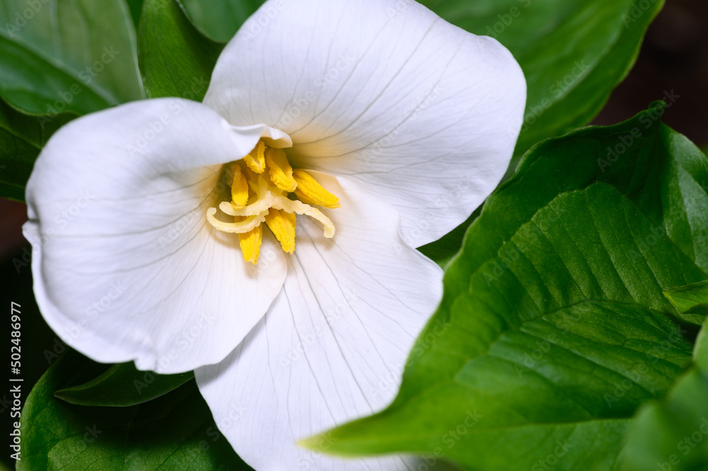 Beautiful clean white flowers of a trillium plant blooming in a spring ...