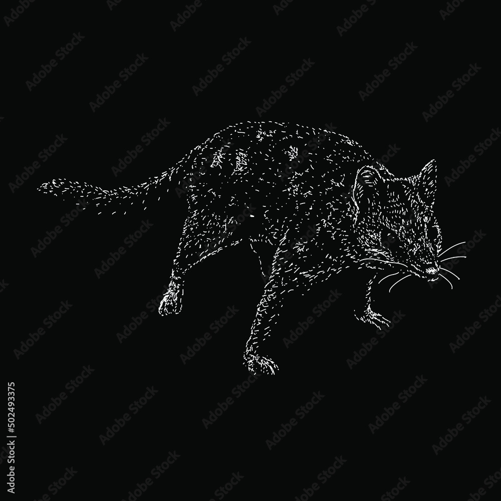 Quoll hand drawing vector illustration isolated on black background ...
