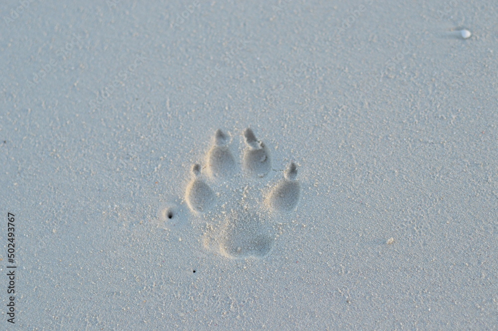 dow paw print in the beach sand Stock Photo | Adobe Stock