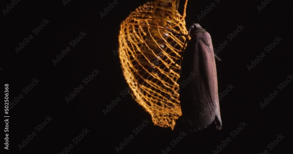 Urodid moth excreting liquid after its metamorphosis from the cocoon ...