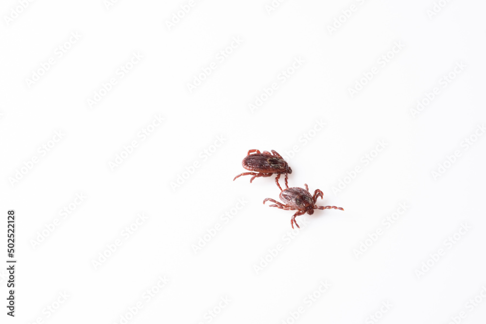 Insect tick isolated on a white background. A dangerous arachnid tick ...