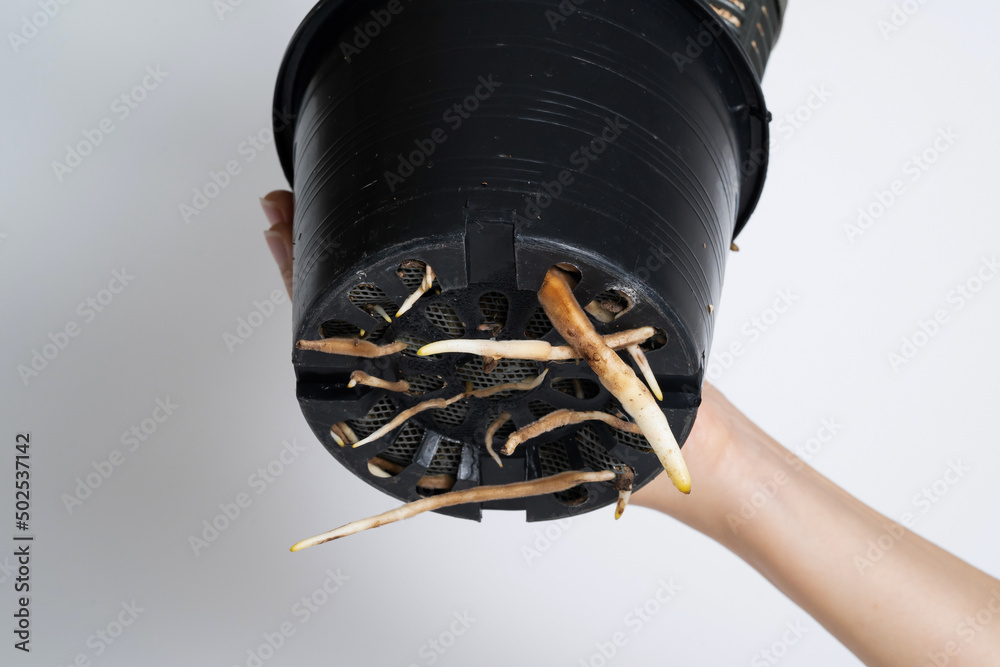 Hand holding a Monstera Deliciosa Root Bound pot. Root grow out from ...