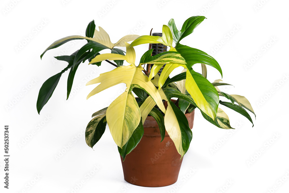 Philodendron Florida Beauty variegated plant with terracotta pot on ...