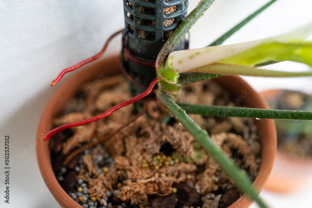 Philodendron Florida Ghost aerial root with terracotta pot on islated ...