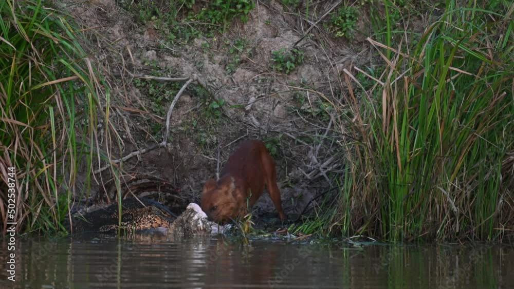 Seen pulling meat from the carcass of a Sambar Deer together with an ...