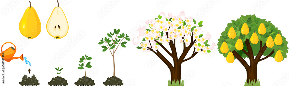 Life cycle of pear tree isolated on white background. Plant growing ...