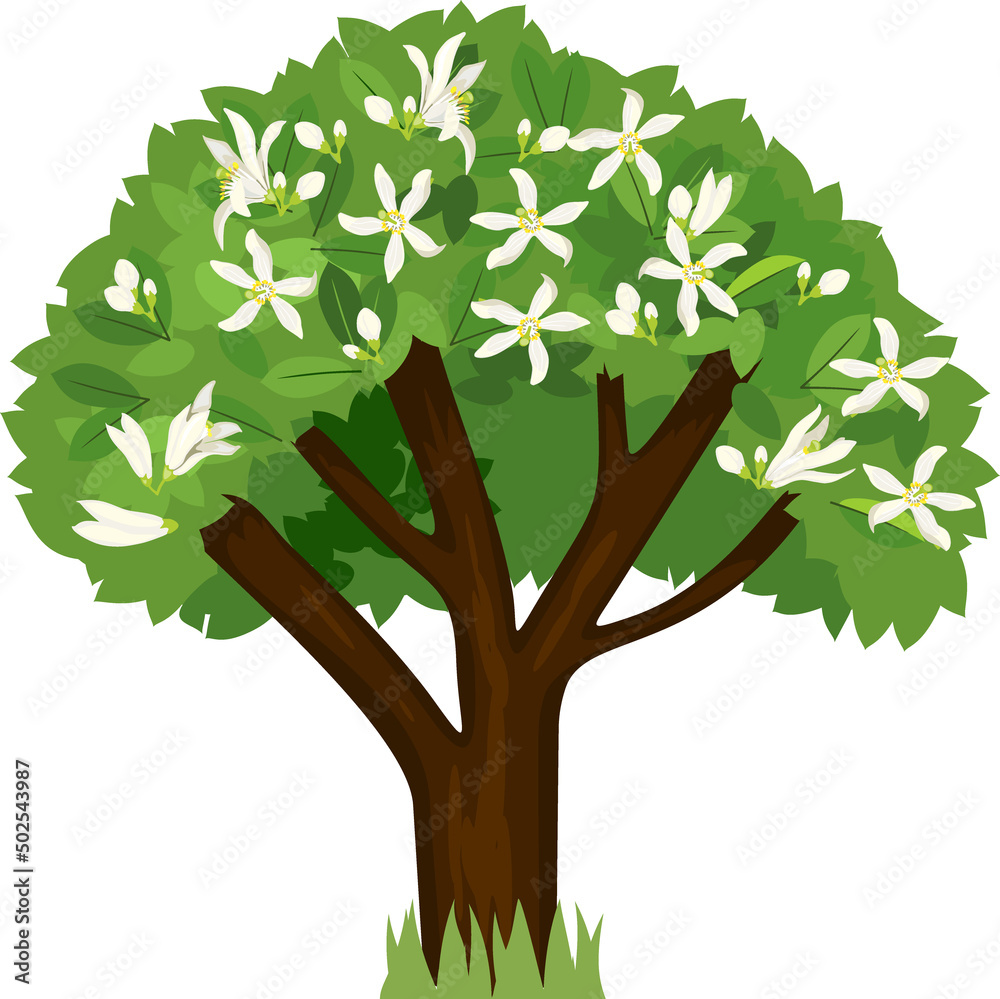 Cartoon flowering lemon tree with white flowers isolated on white ...