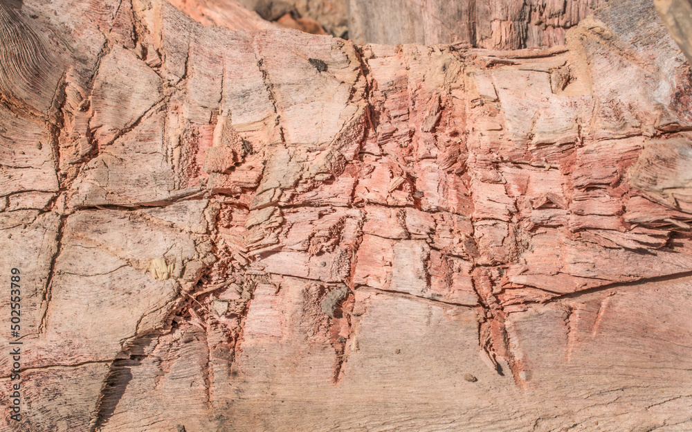 cut wood texture, abstract texture background Stock Photo | Adobe Stock