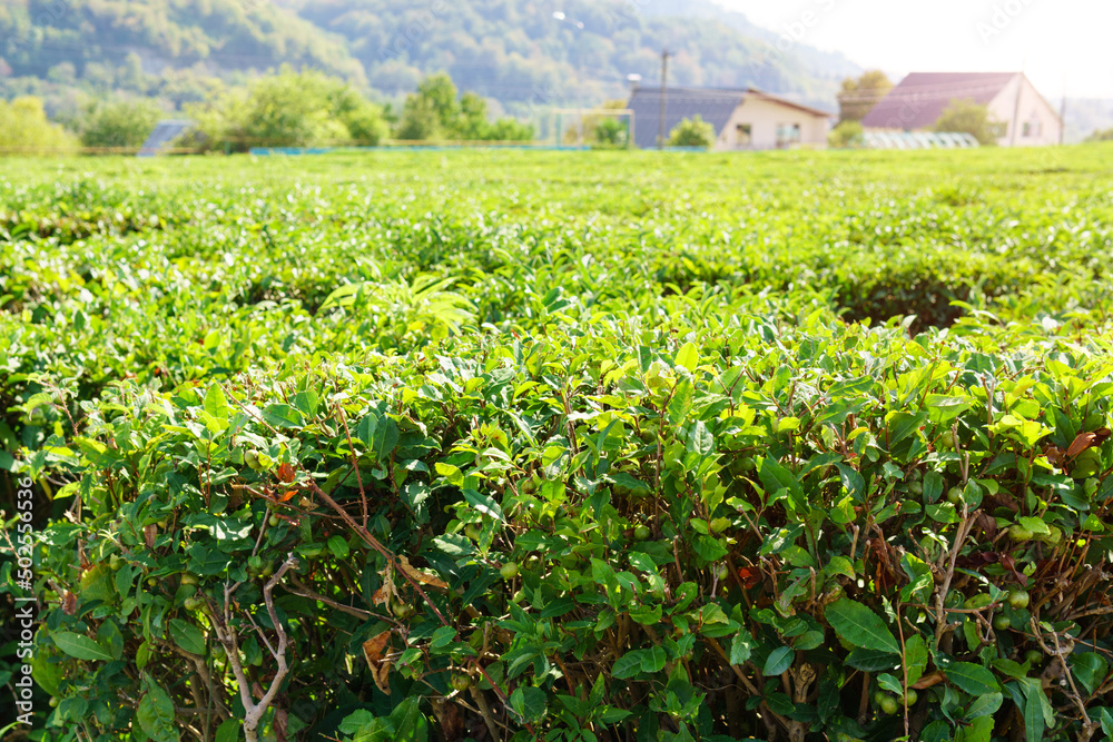 Fields of tea, harvest. Natural selection, Fresh tea leaves at the tea ...