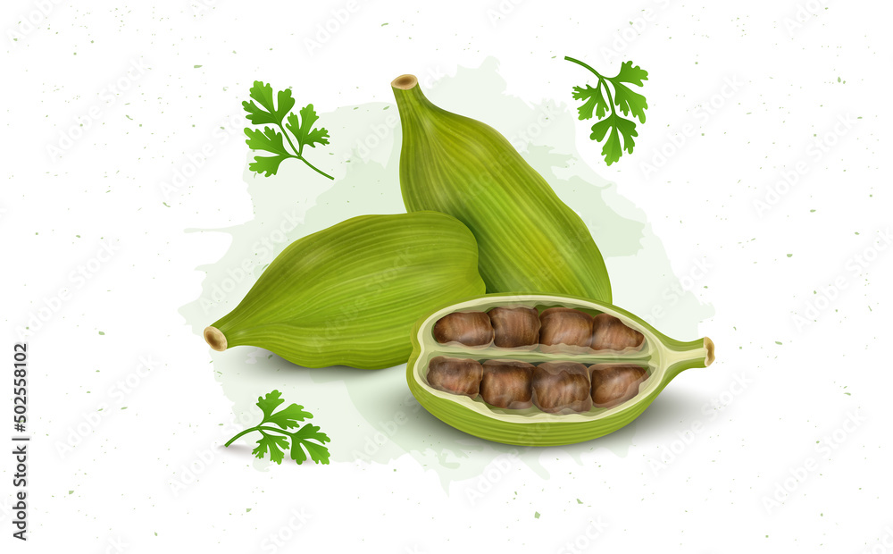 Green Cardamom pods with half piece of cardamom vector illustration ...
