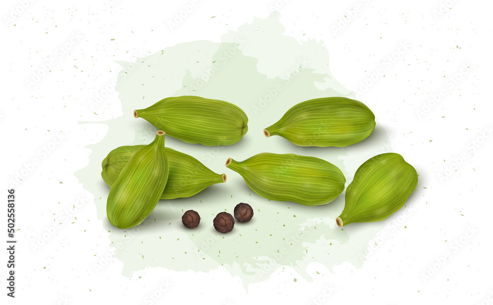 Green Cardamom Pods spices vector illustration with black pepper seeds ...