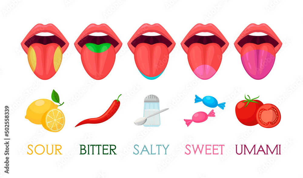 Five basic taste areas on human tongue vector illustrations set ...