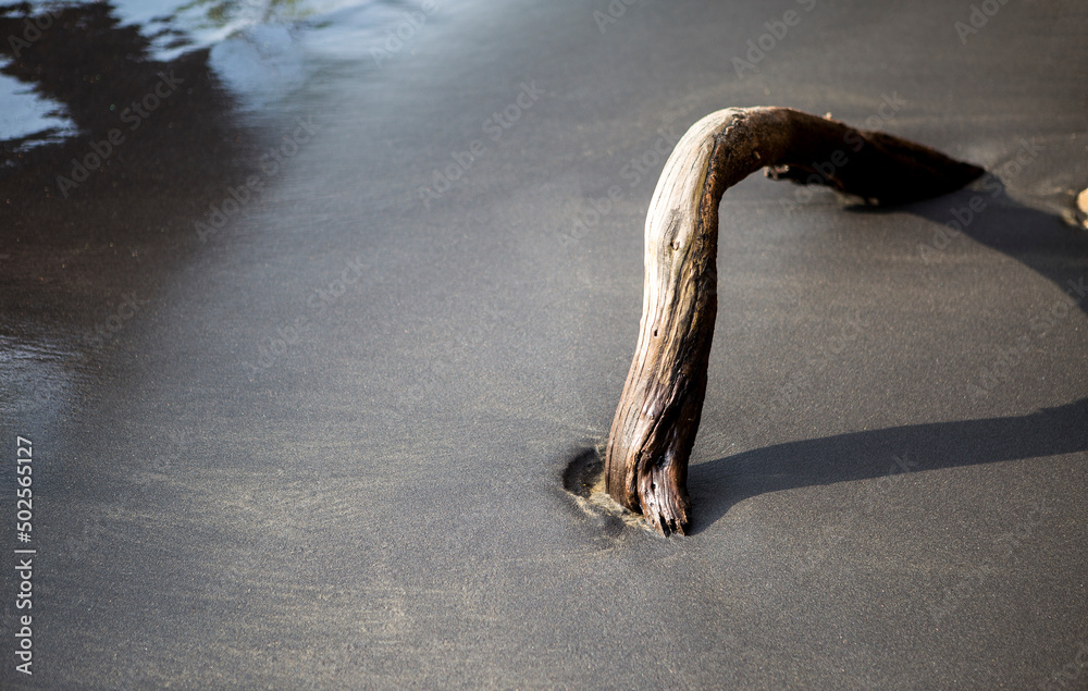 Foto de Dead tree branch on black sand beach, Nang Thong beach in Khao ...