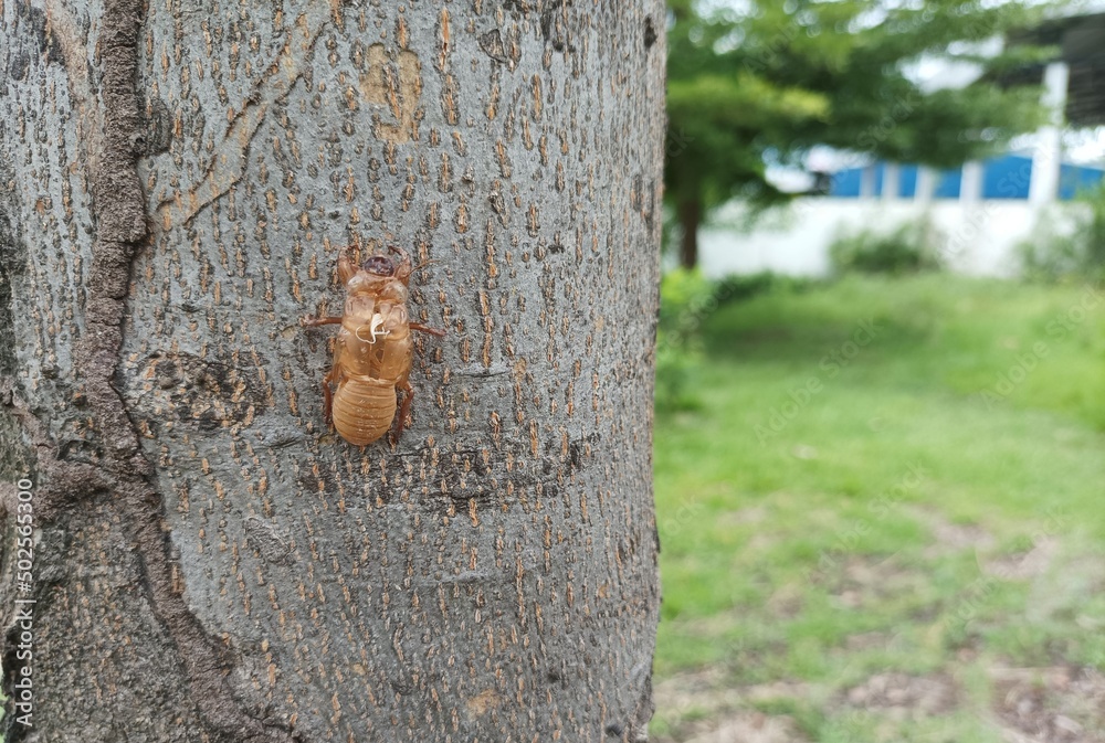 Insect molting cicadas on tree in nature. Stock Photo | Adobe Stock