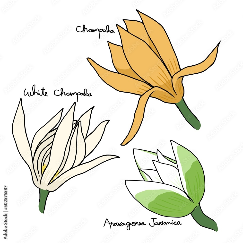 Champaka flower type vector illustration Stock Vector | Adobe Stock