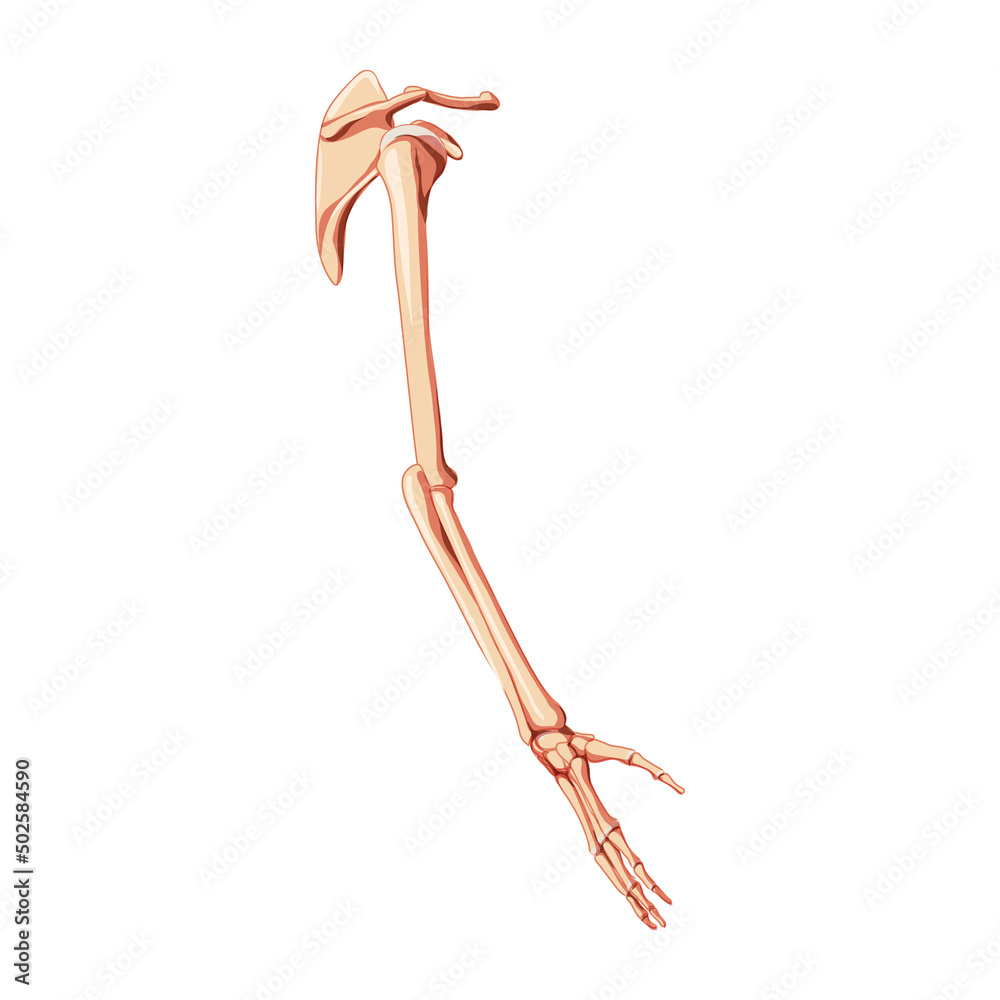 Upper limb Arm with Shoulder girdle Skeleton Human side view ...