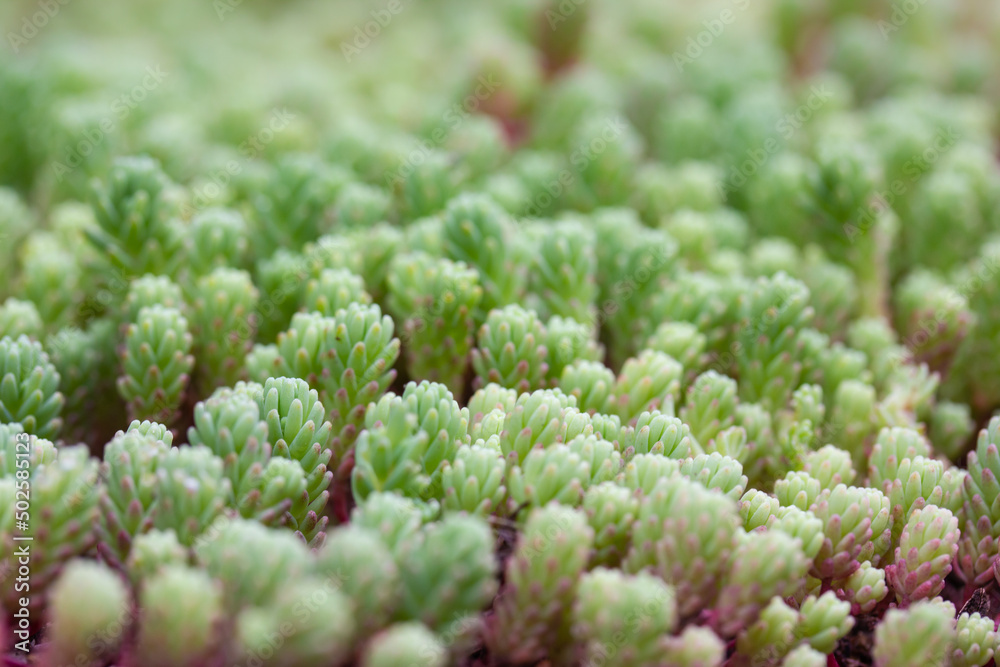 Sedum hispanicum blue carpet background top view. Growing sedum ...
