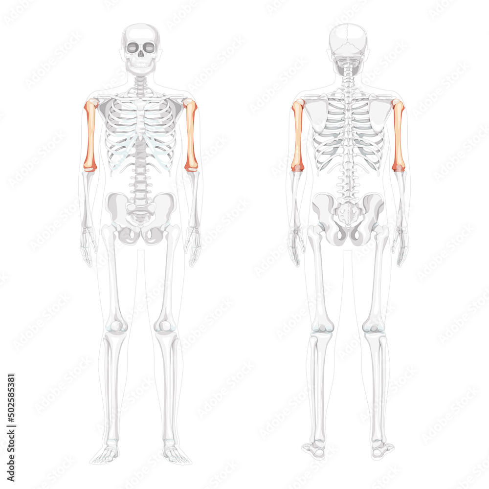 Skeleton Humerus arm Human front back view with partly transparent ...
