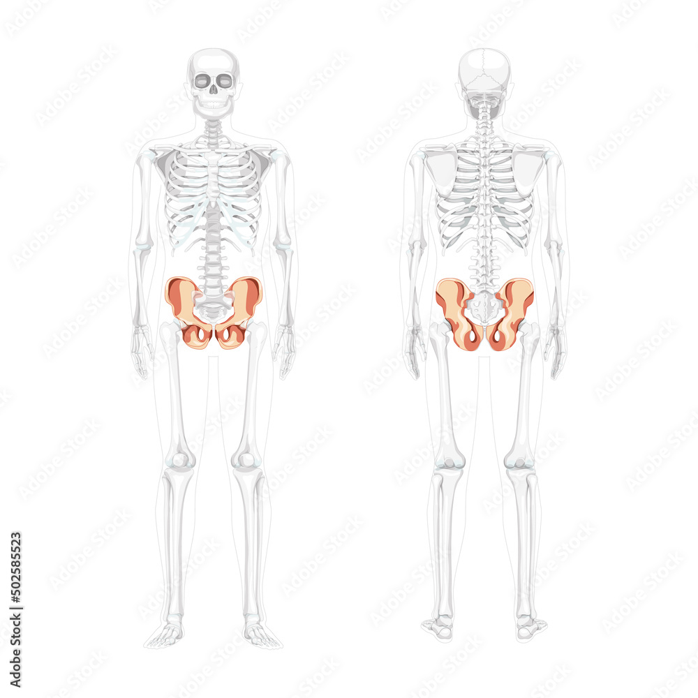 Skeleton Pelvis hip bone Human front back view with partly transparent ...