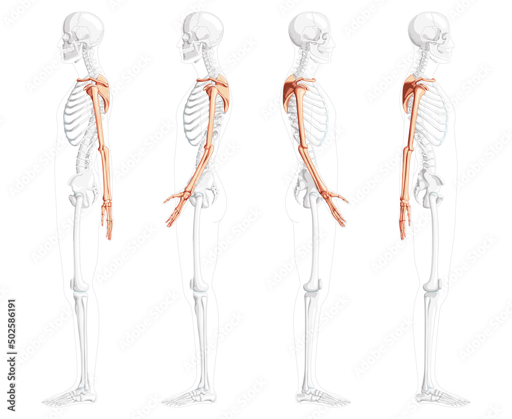 Skeleton upper limb Arms with Shoulder girdle Human side view with ...