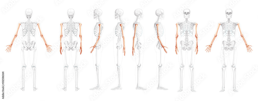 Set of Skeleton Arms Human front back side view with partly transparent ...
