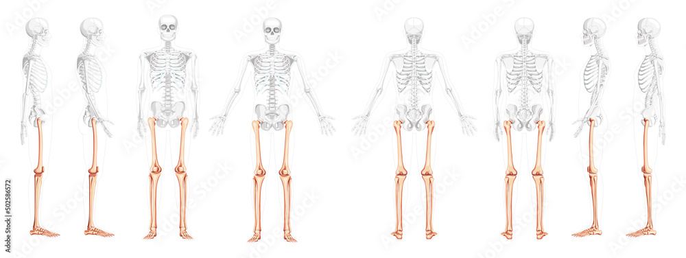 Set of Skeleton Thighs and legs lower limb Human front back side view ...