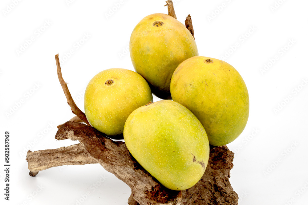Mangoes Badami / Alphonso isolated in white background, shot using ...