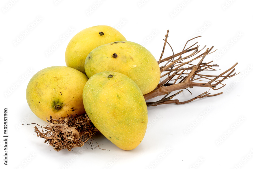 Mangoes Badami / Alphonso isolated in white background, shot using ...