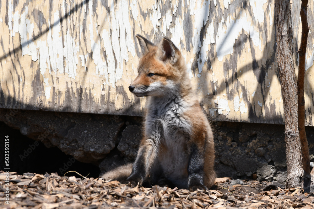 Baby red fox cub sits up looking out of its den under an abandoned shed ...