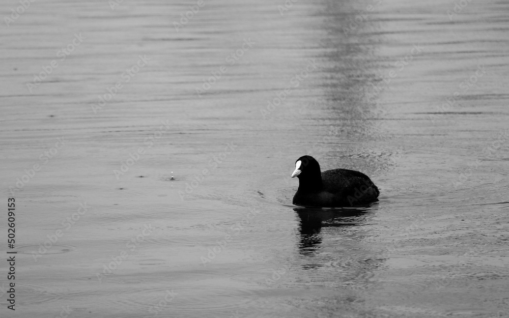 bird, water, duck, nature, lake, wildlife, pond, animal, goose ...